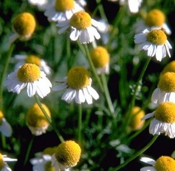 Definición de Autótrofo - Qué es y Concepto