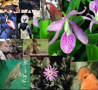 Definición de Biogeografía - Qué es y Concepto